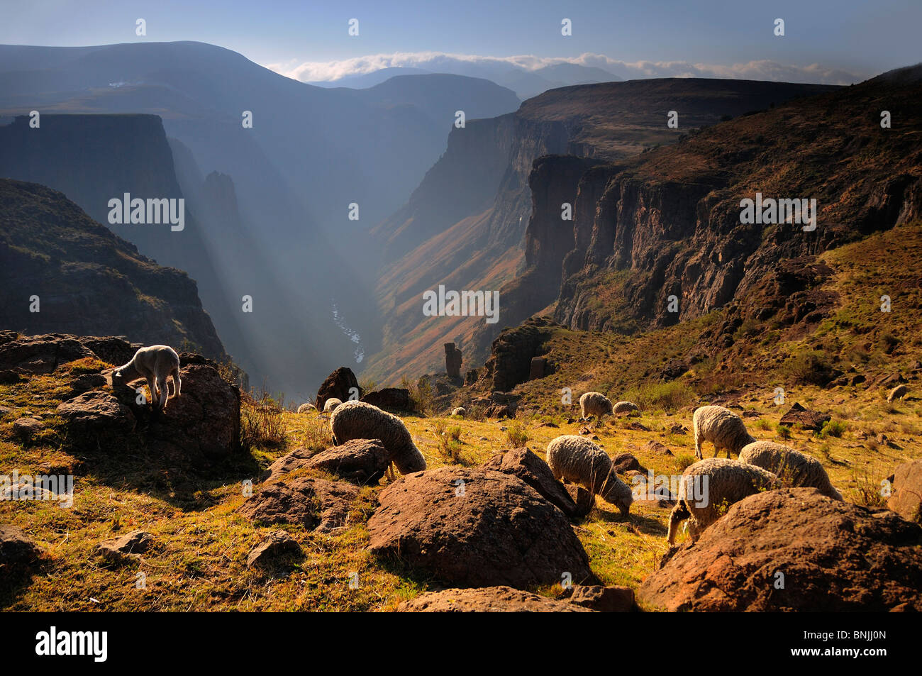 Sheep near Semonkong Lesotho Southern Africa herd boulders canyon ...