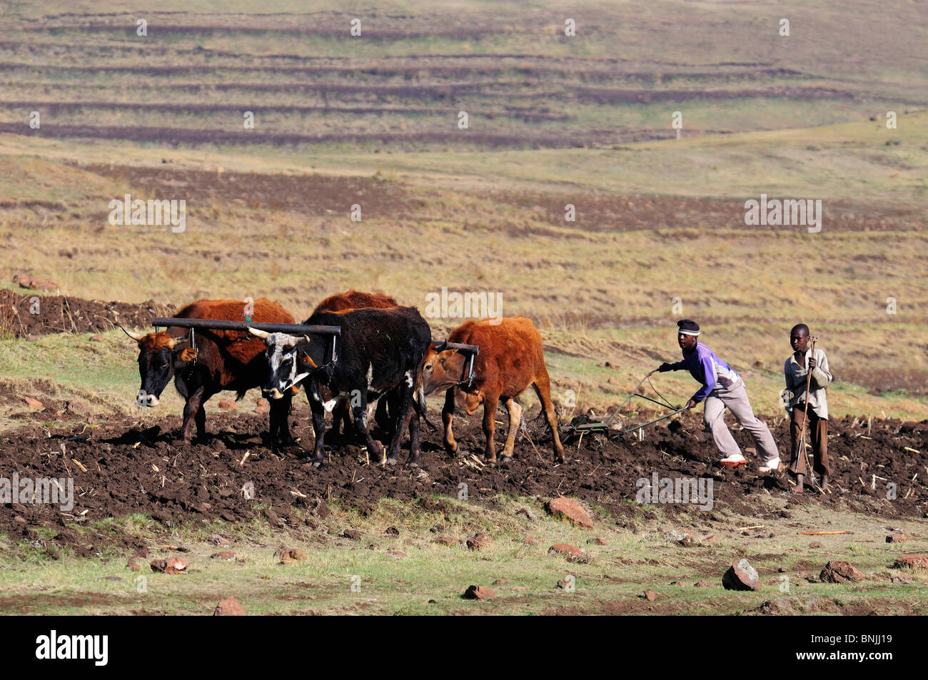 Basotho people local locals native natives fields near Semonkong ...