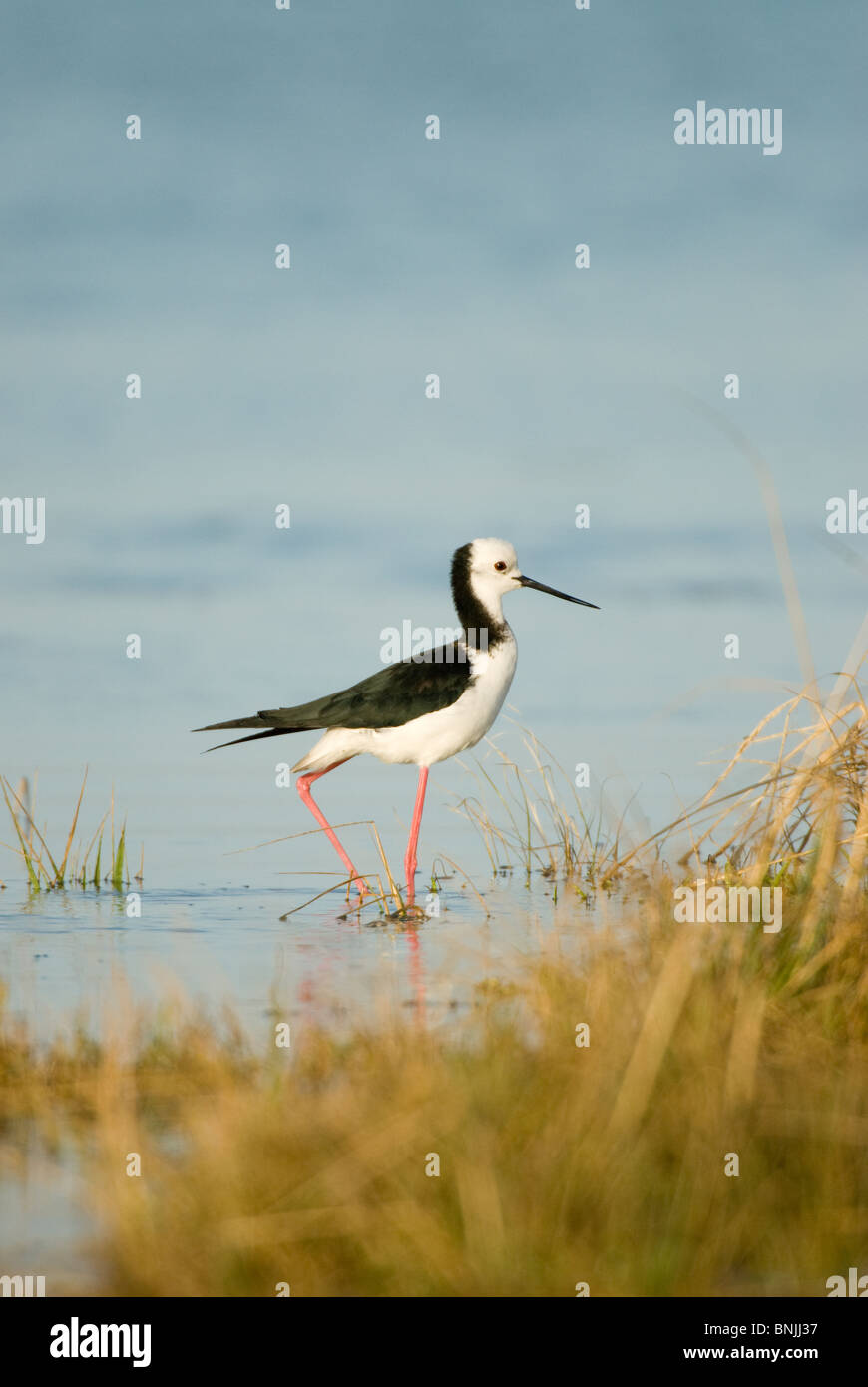 New Zealand Pied Stilt Himantopus himantopus Stock Photo - Alamy