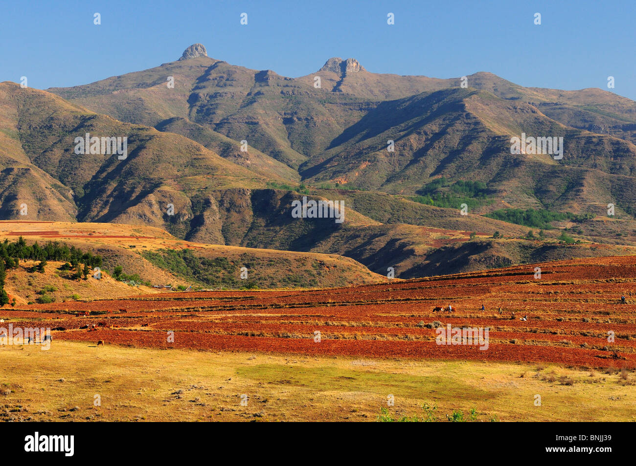 Basotho people farming hi-res stock photography and images - Alamy