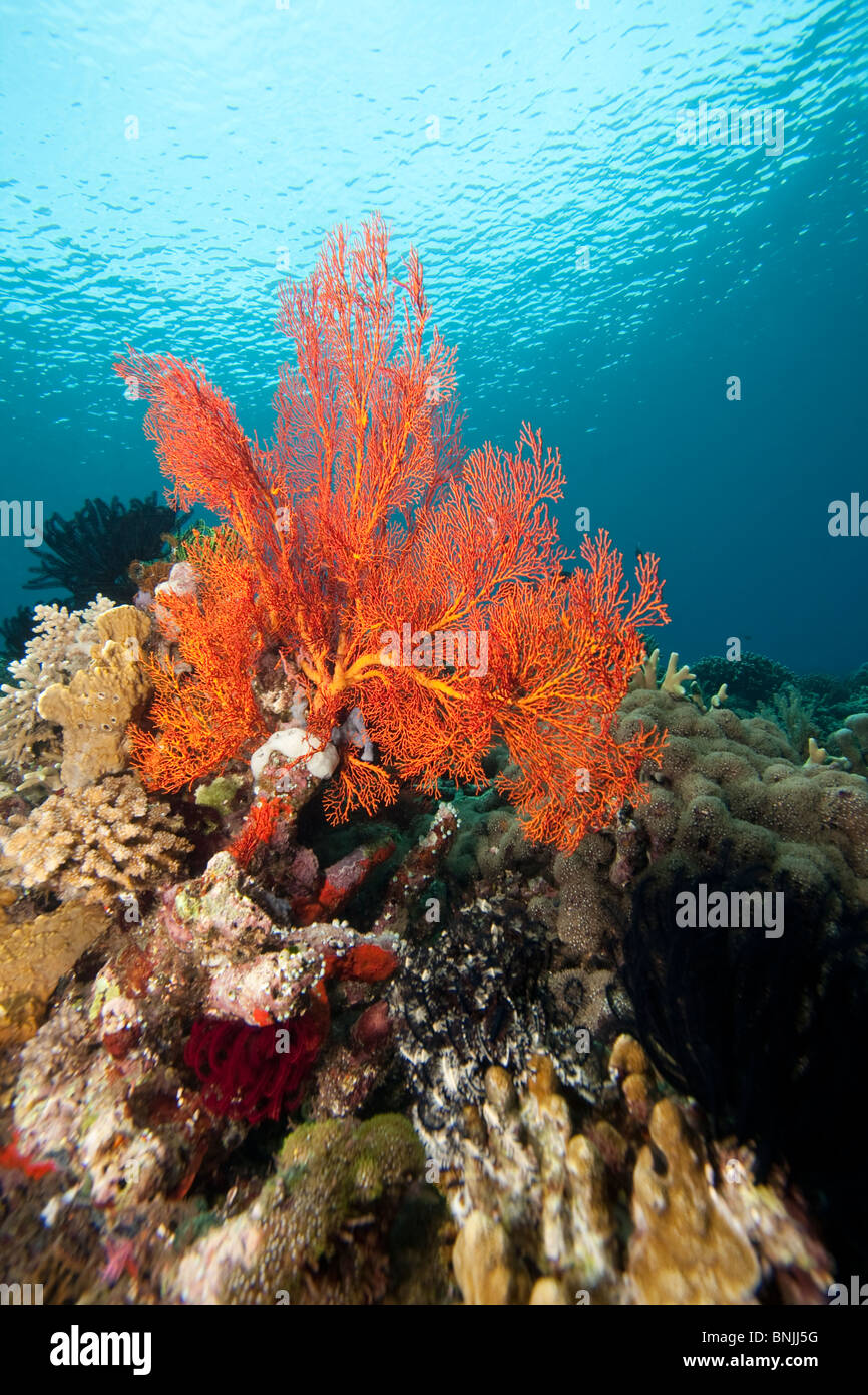 Beautiful sea fan coral hi-res stock photography and images - Alamy
