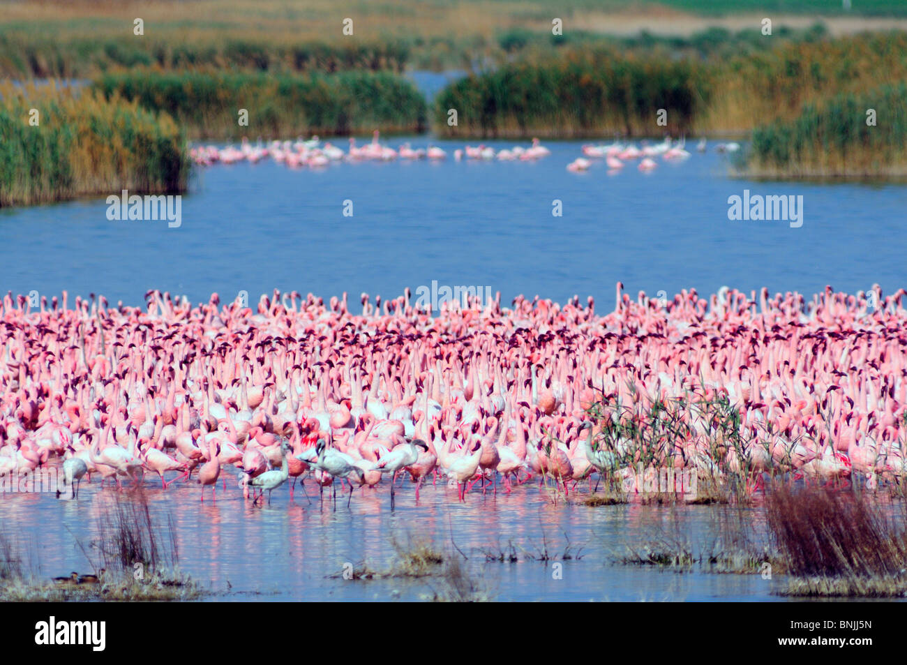 Lesser Flamingo Phoenicopterus minor Kamfers Dam Kimberley Northern ...