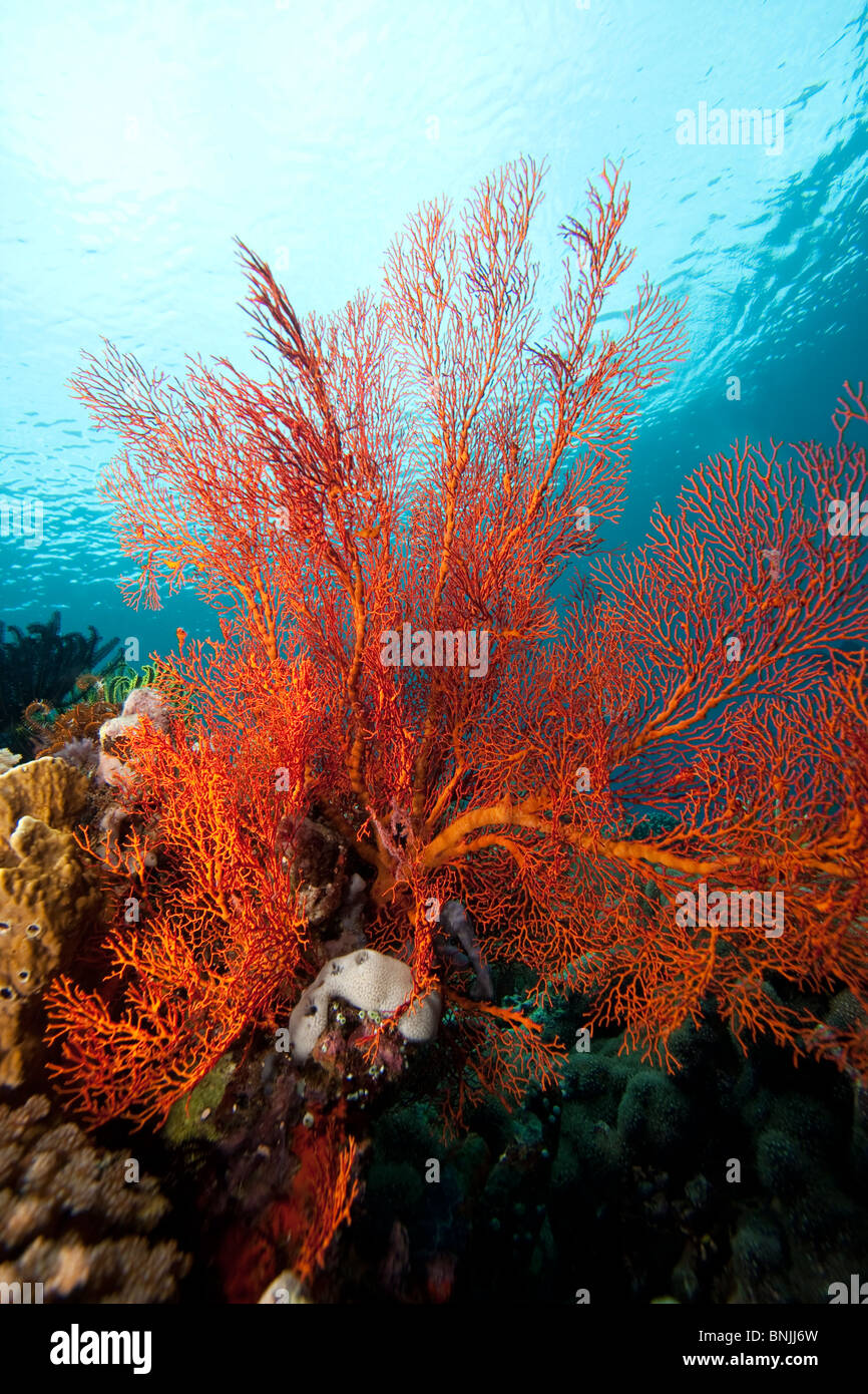 Bright orange sea fan on a tropical coral reef off Bunaken Island in ...