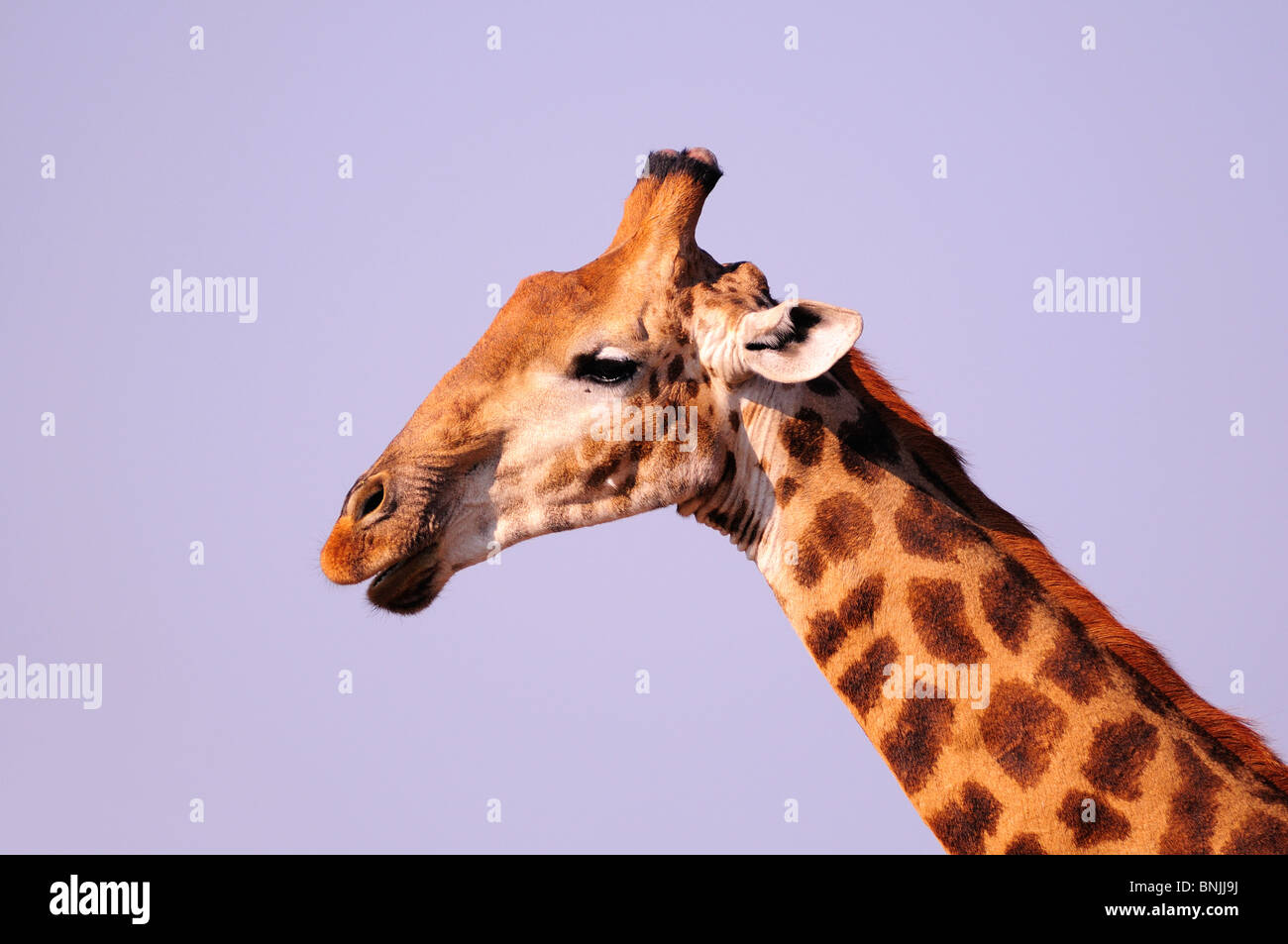 Giraffe Camelopardus Jaci's Tree Lodge Madikwe Game Reserve North West ...