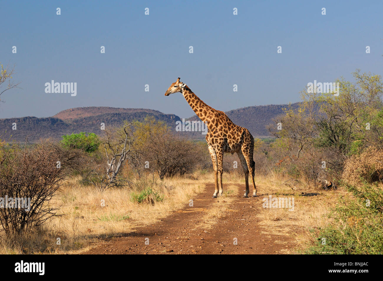 Giraffe Camelopardus Jaci's Tree Lodge Madikwe Game Reserve North West ...