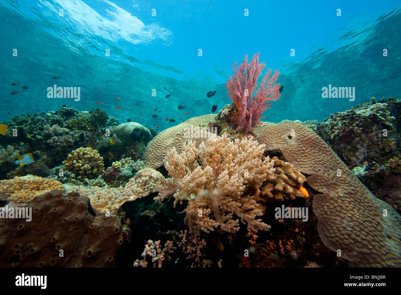 Bright pink sea fan on a tropical coral reef off Bunaken Island in ...