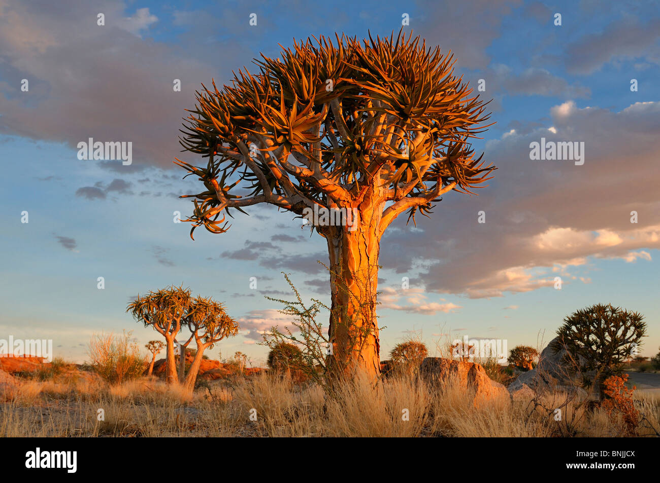 Kokerboom Quiver trees Augrabies Falls National Park Northern Cape ...