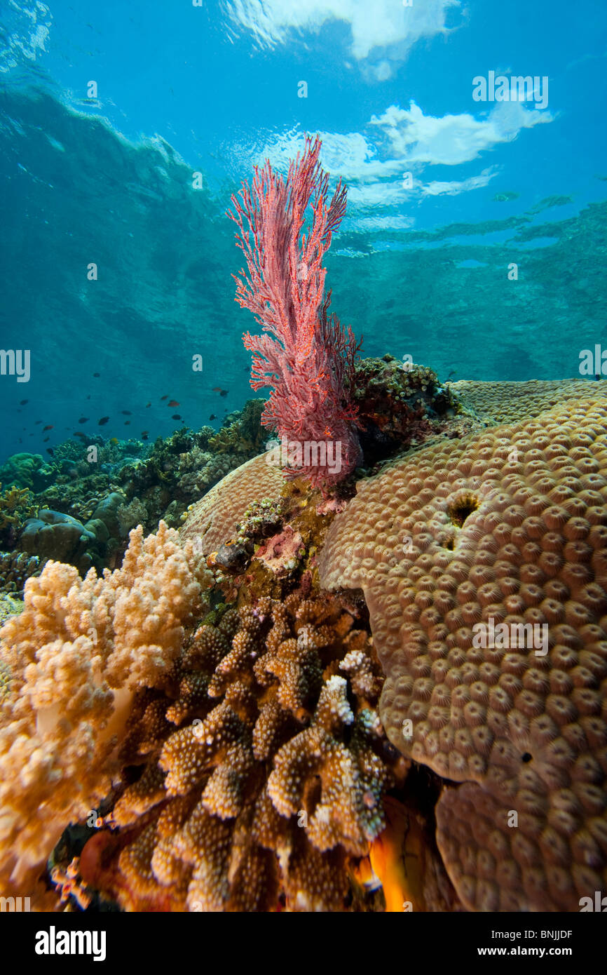 Beautiful sea fan coral hi-res stock photography and images - Alamy