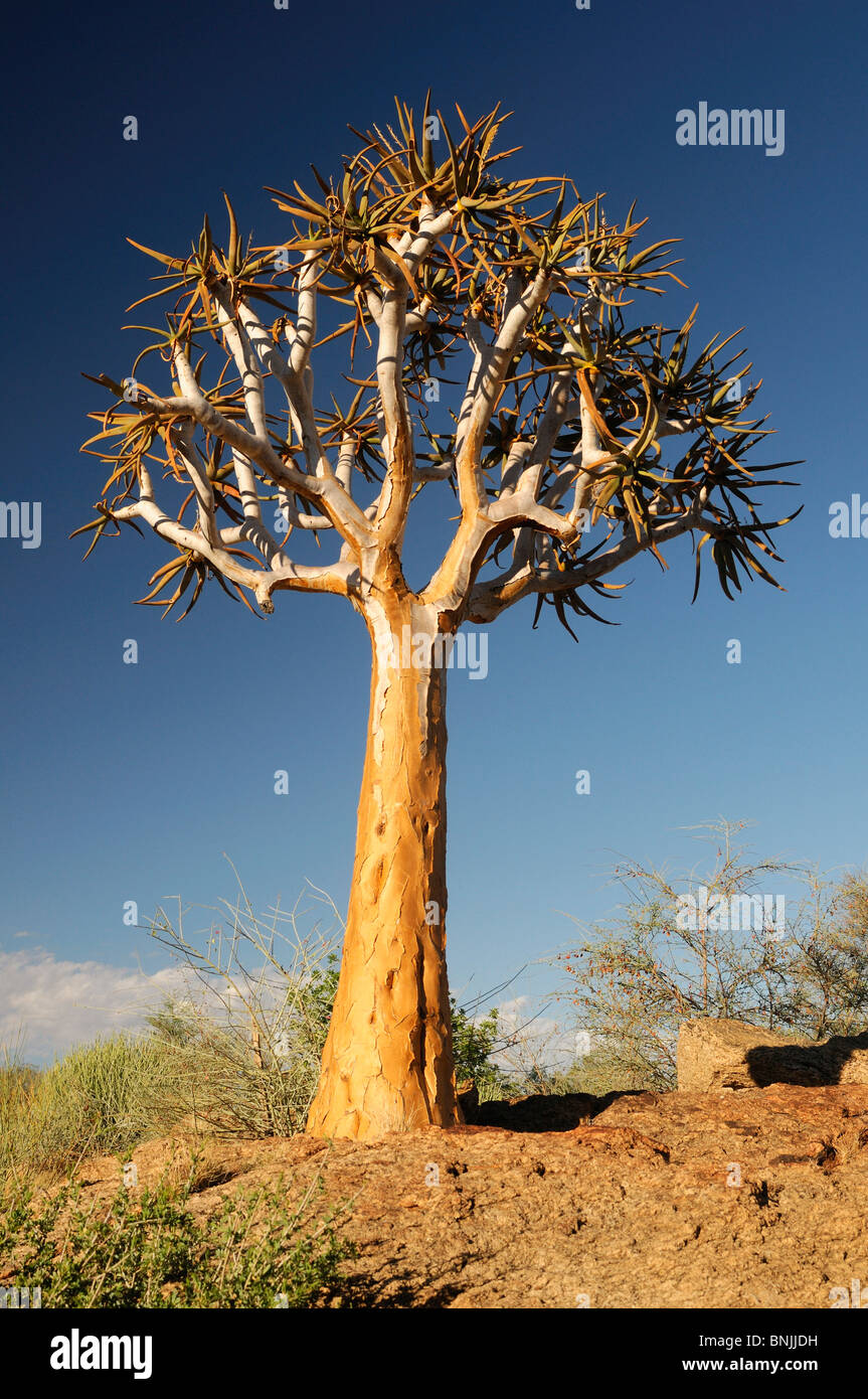 Kokerboom Quiver trees Augrabies Falls National Park Northern Cape ...