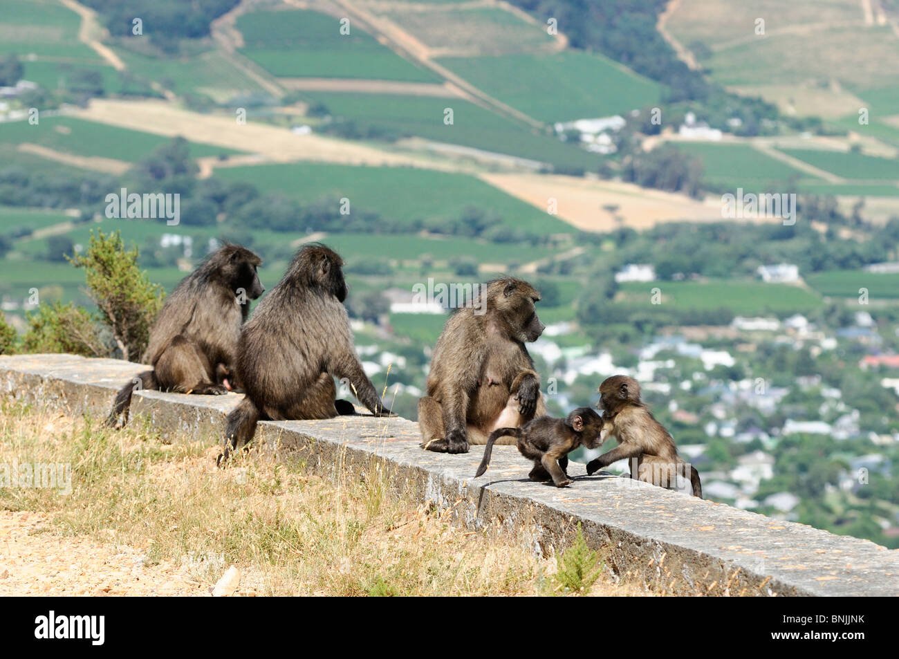 Chacma Baboon Papio ursinus Mountain Pass Road Franschhoek Western Cape ...