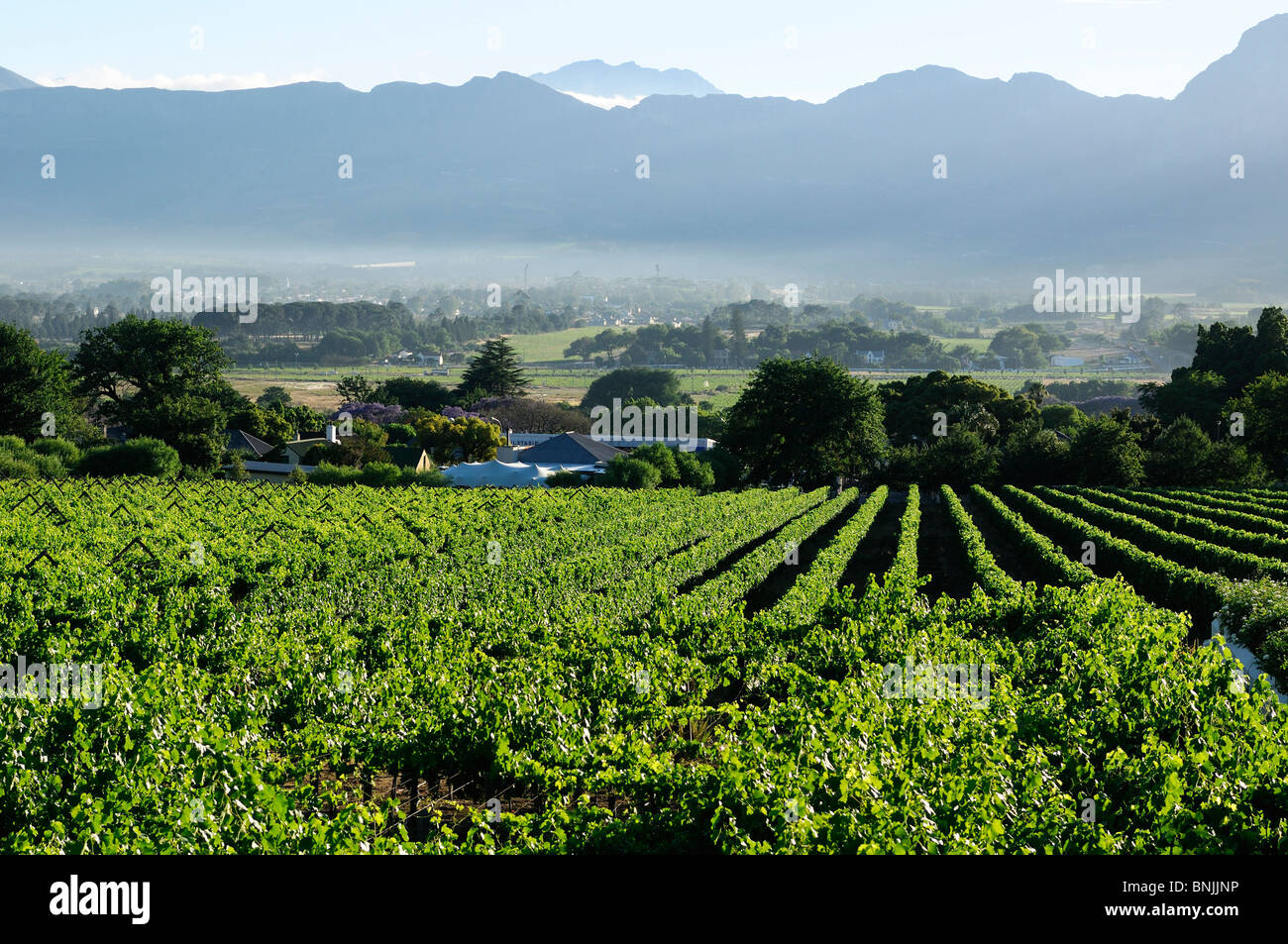 Vineyards near Paarl Western Cape South Africa vineyard wine region ...