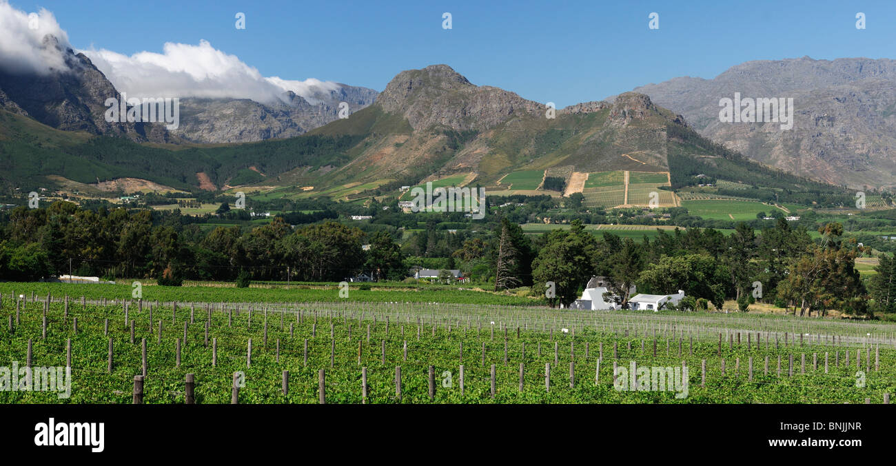 Vineyards near Paarl Western Cape South Africa vineyard wine region ...