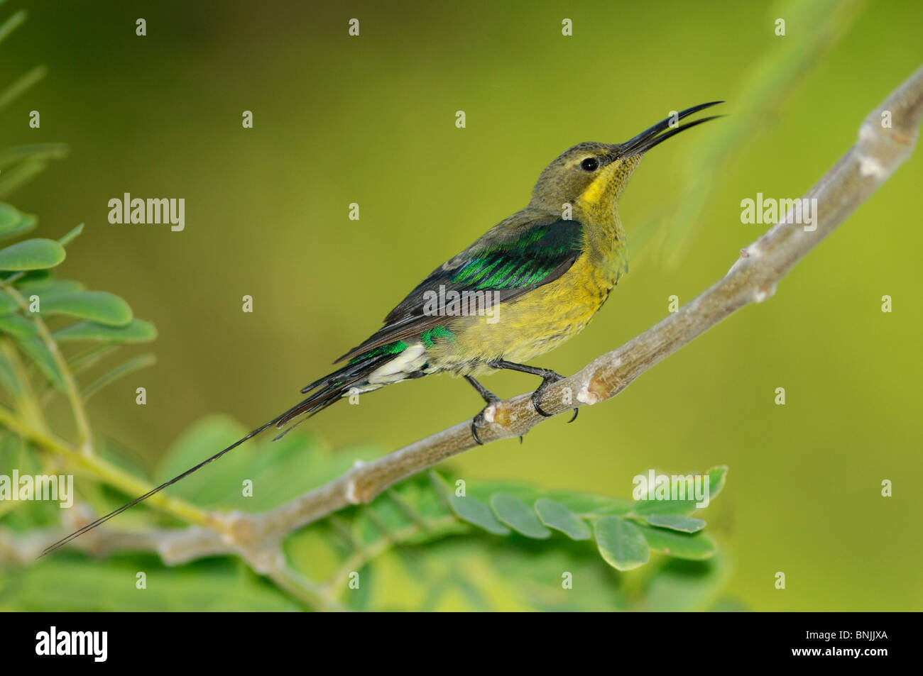 Malachite Sunbird Nectarina famosa Garden at Matoppo Inn Beaufort West ...