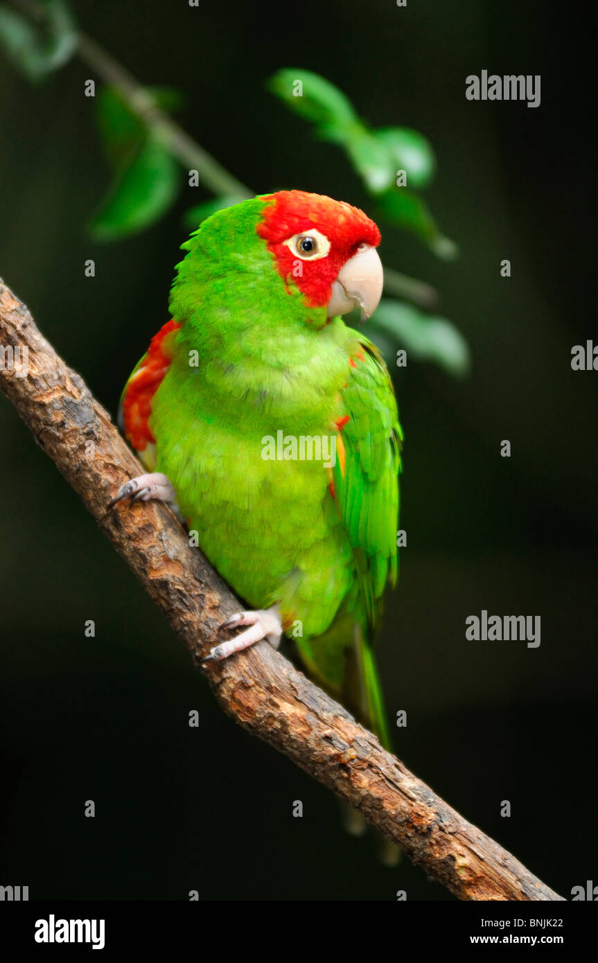 Parrot birds hi-res stock photography and images - Alamy