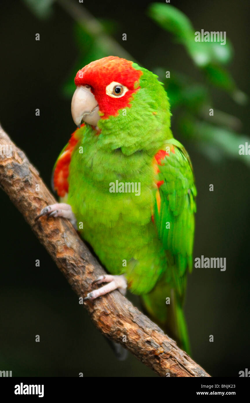 Red-masked Parakeet Aratinga erythrogenys Parrot Birds of Eden Park ...