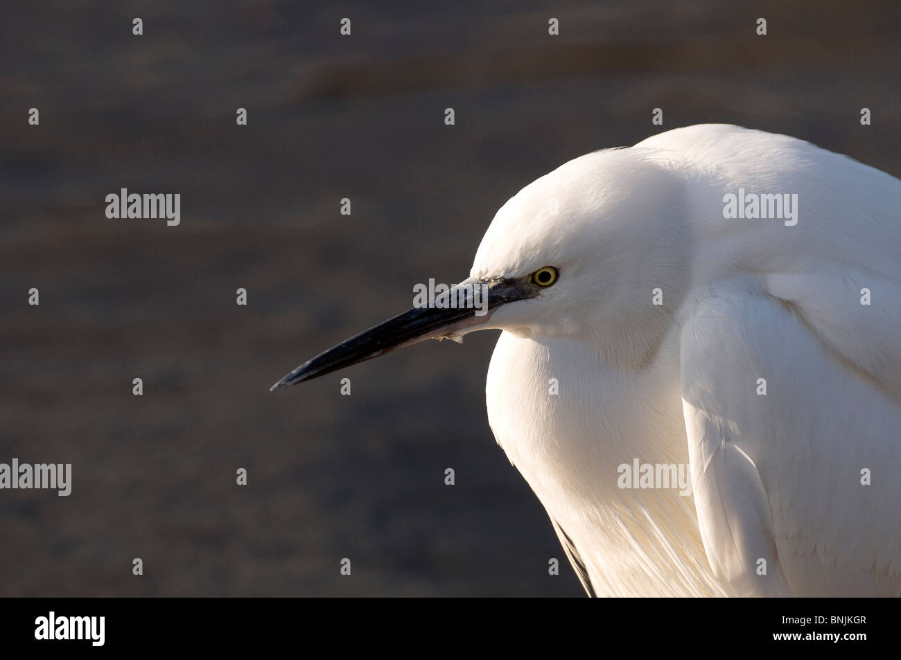 Little Egret Egretta garzetta bird portrait white egret nature animal ...