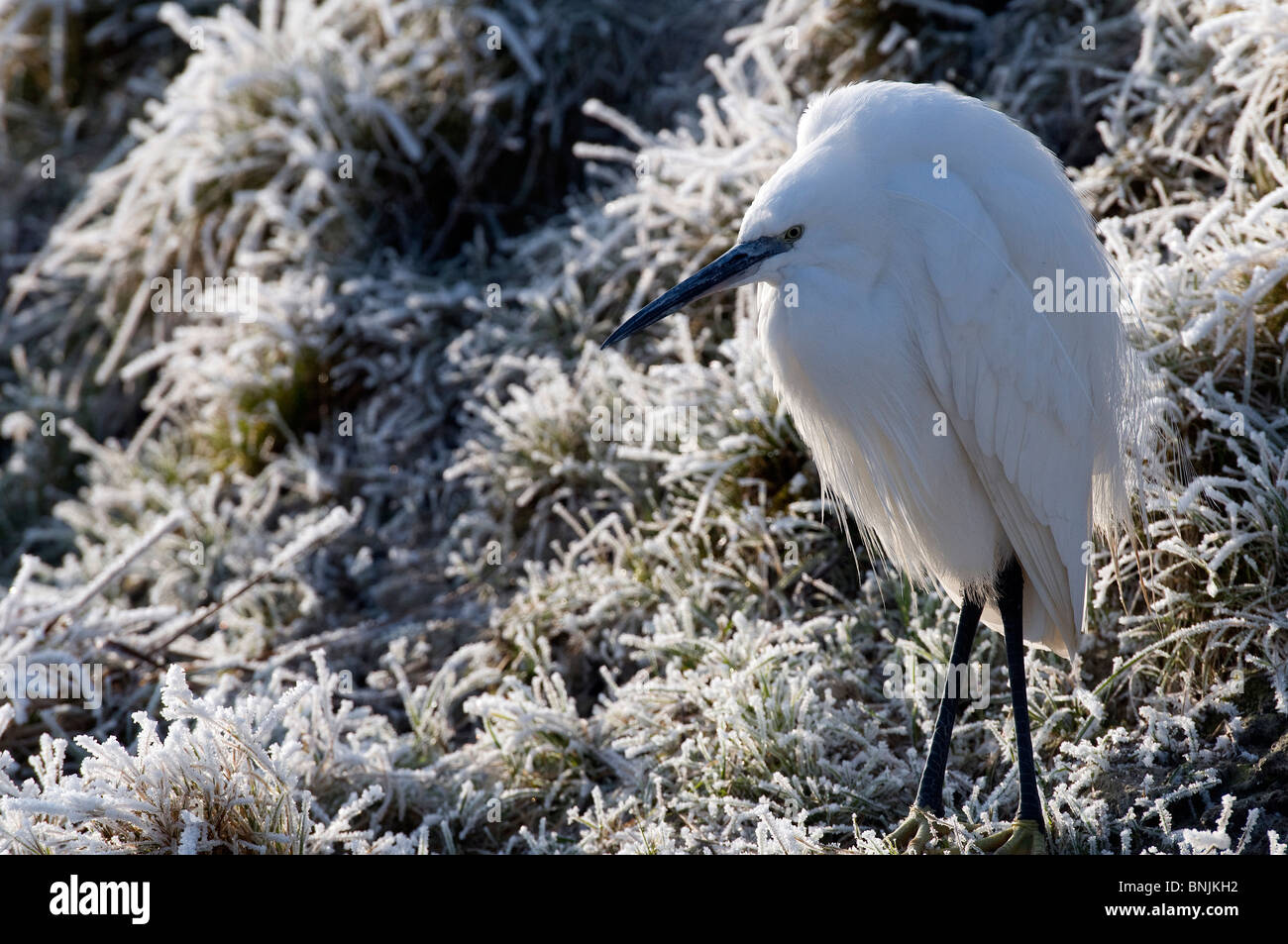 Little Egret Egretta garzetta bird flight white egret floor grassland ...