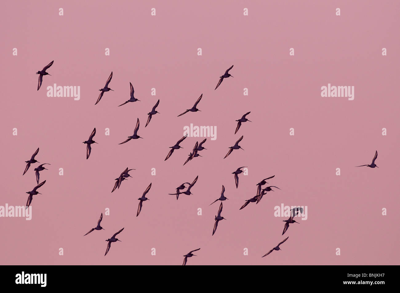 Black-tailed Godwit Limosa limosa flock bird birds migration bird ...