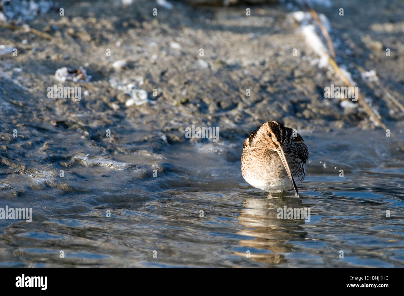 Common Snipe European Snipe Gallinago gallinago winter lake river sea ...