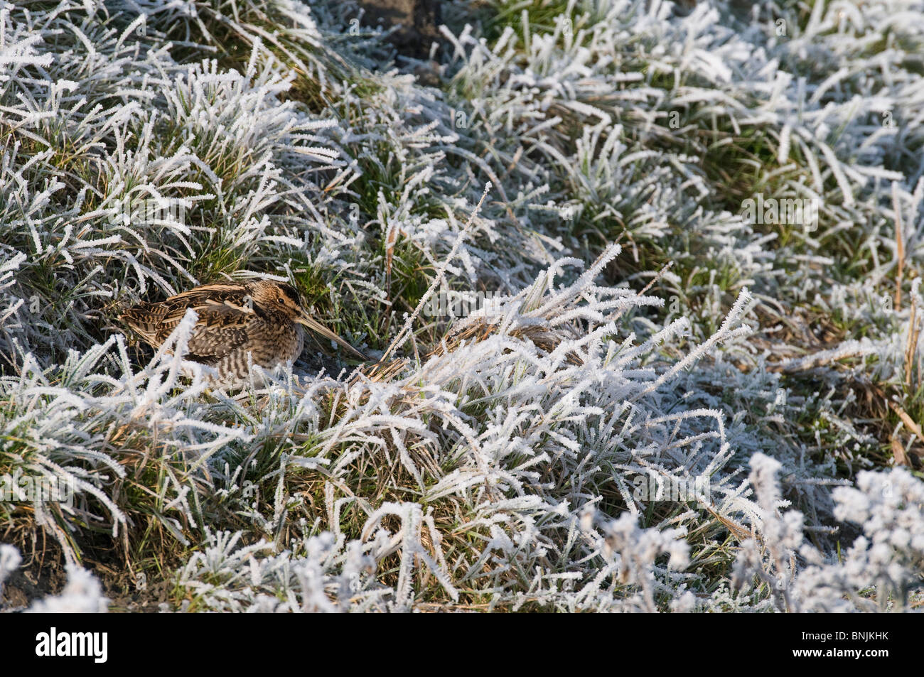 Common Snipe European Snipe Gallinago gallinago winter meadow grassland ...