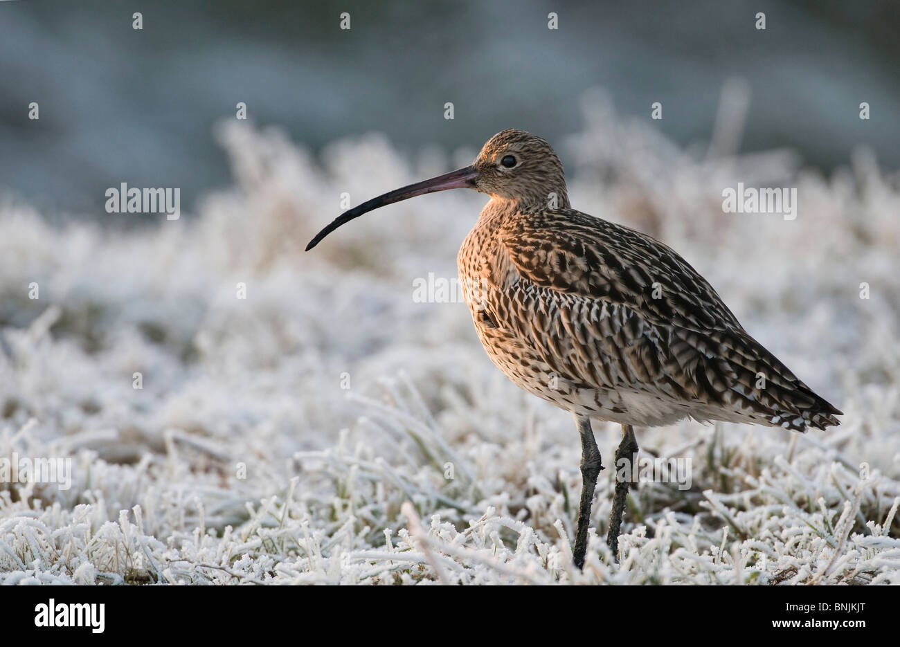 Curlew Numenius arquata portrait winter meadow grassland freezing ...