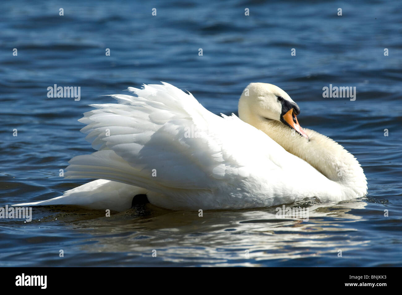 White animal swimming hi-res stock photography and images - Alamy