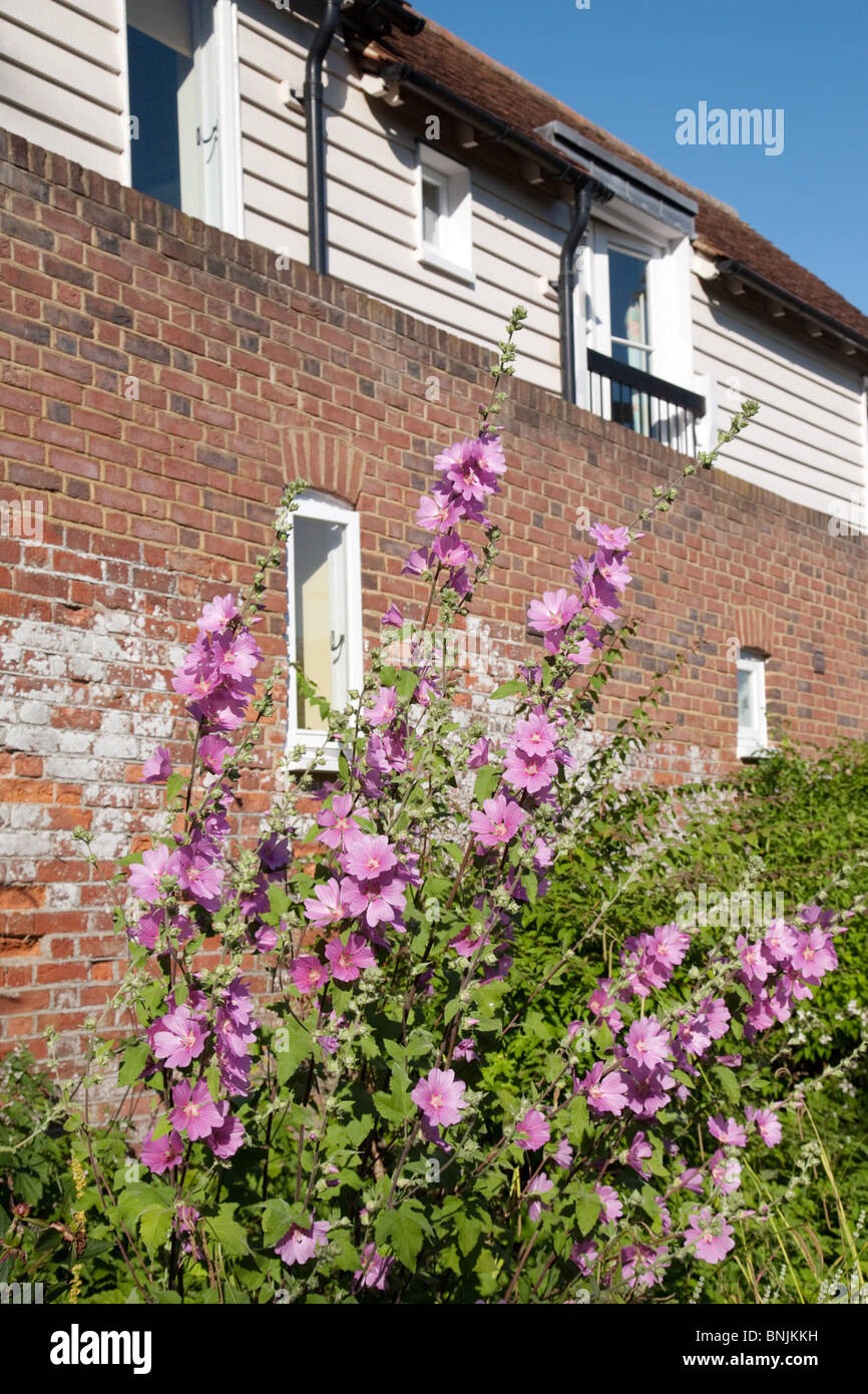 Tree mallow lavatera rosea flower hi-res stock photography and images ...