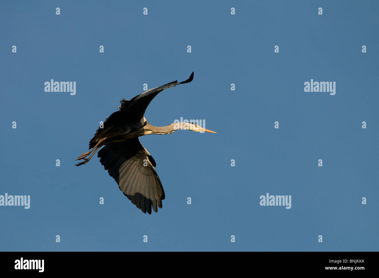 Grey Heron Ardea cinerea heron flying flight blue sky sky elegance ...