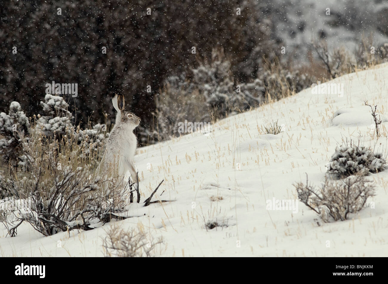 Whitetail Jackrabbit Lepus townsendii rabbit winter snow snowing ...