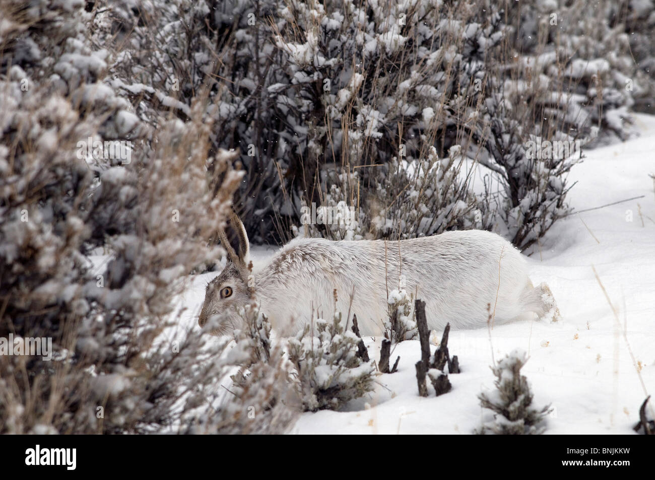 Whitetail Jackrabbit Lepus townsendii rabbit winter snow snowing hiding ...