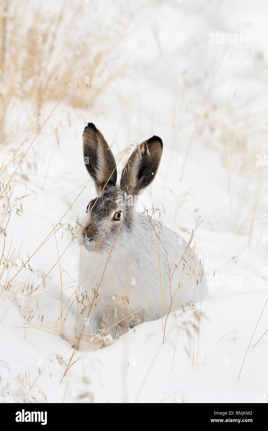 Whitetail Jackrabbit Lepus townsendii rabbit winter snow sitting grass ...