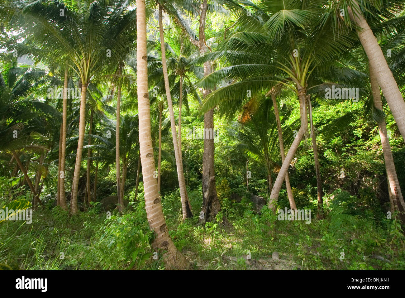 Palm Trees In The Philippines High Resolution Stock Photography and ...
