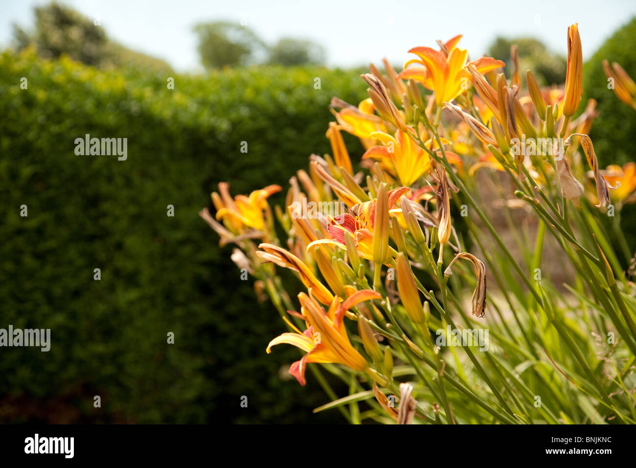 Garden flower bed border hi-res stock photography and images - Alamy