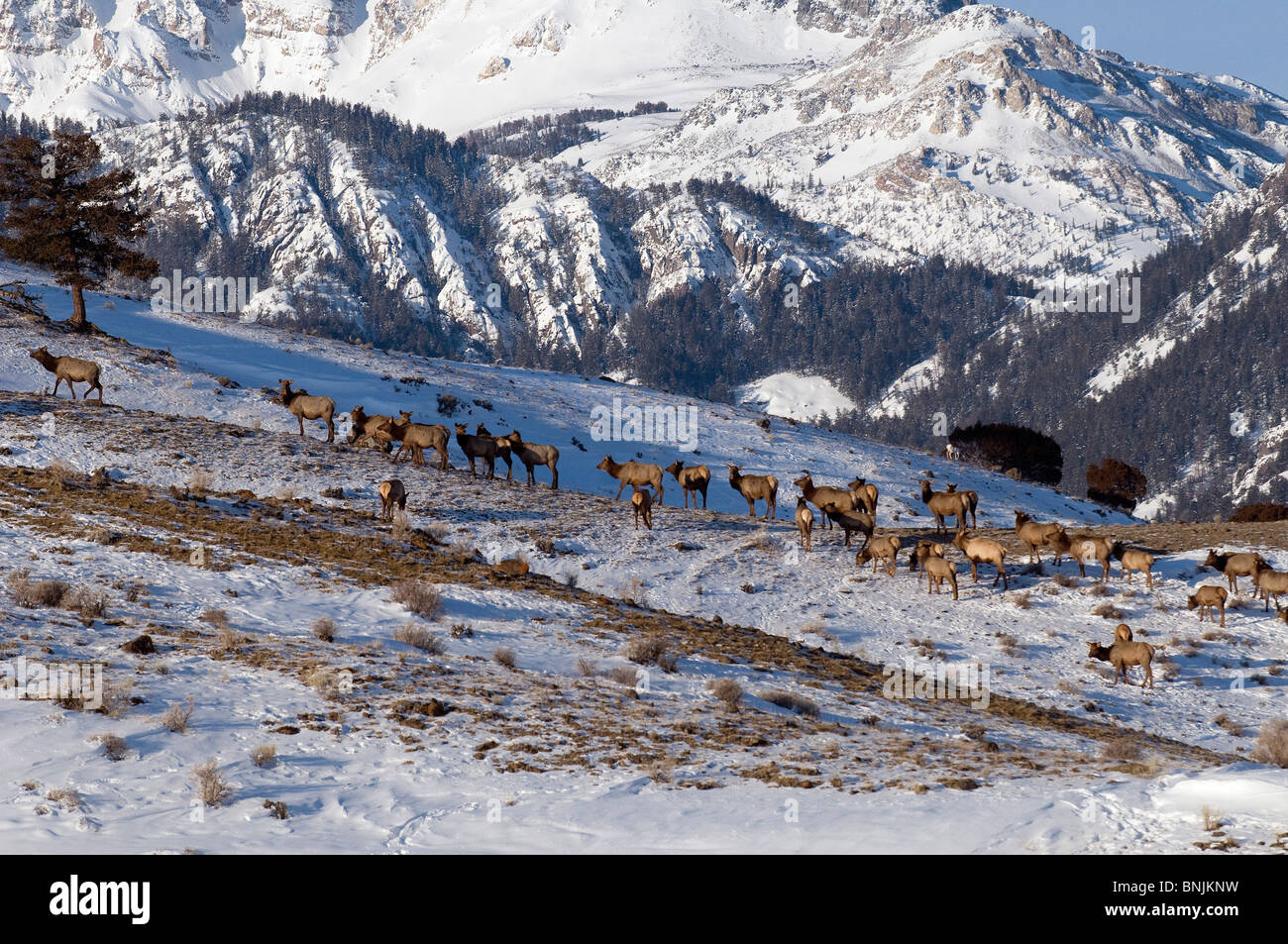 Wapiti Cervus canadensis Elk group herd winter snow landscape mountains ...