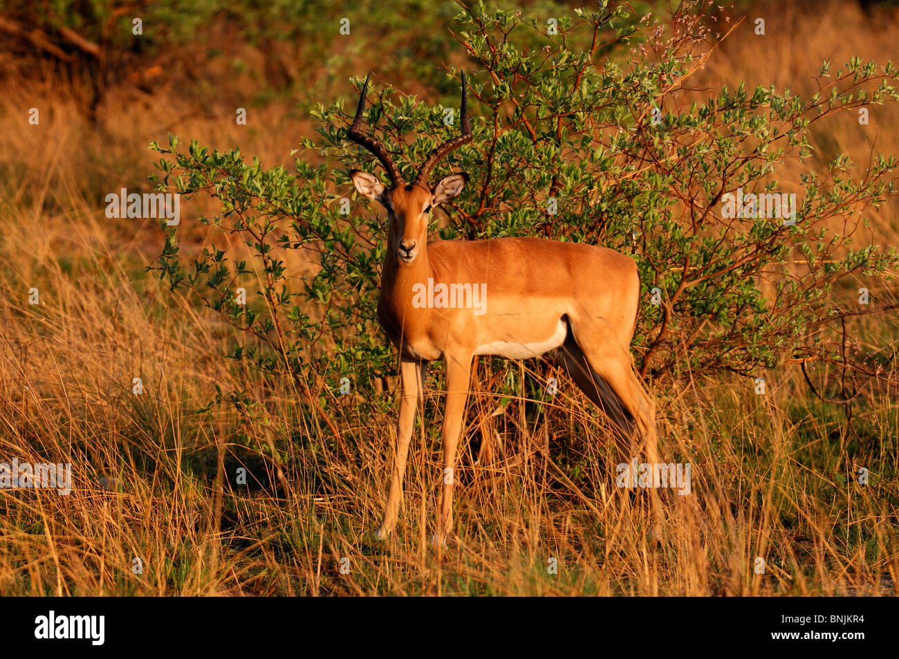Red Lechwe Kobus leche Kwando River Susuwe Island Lodge Bwabwata ...