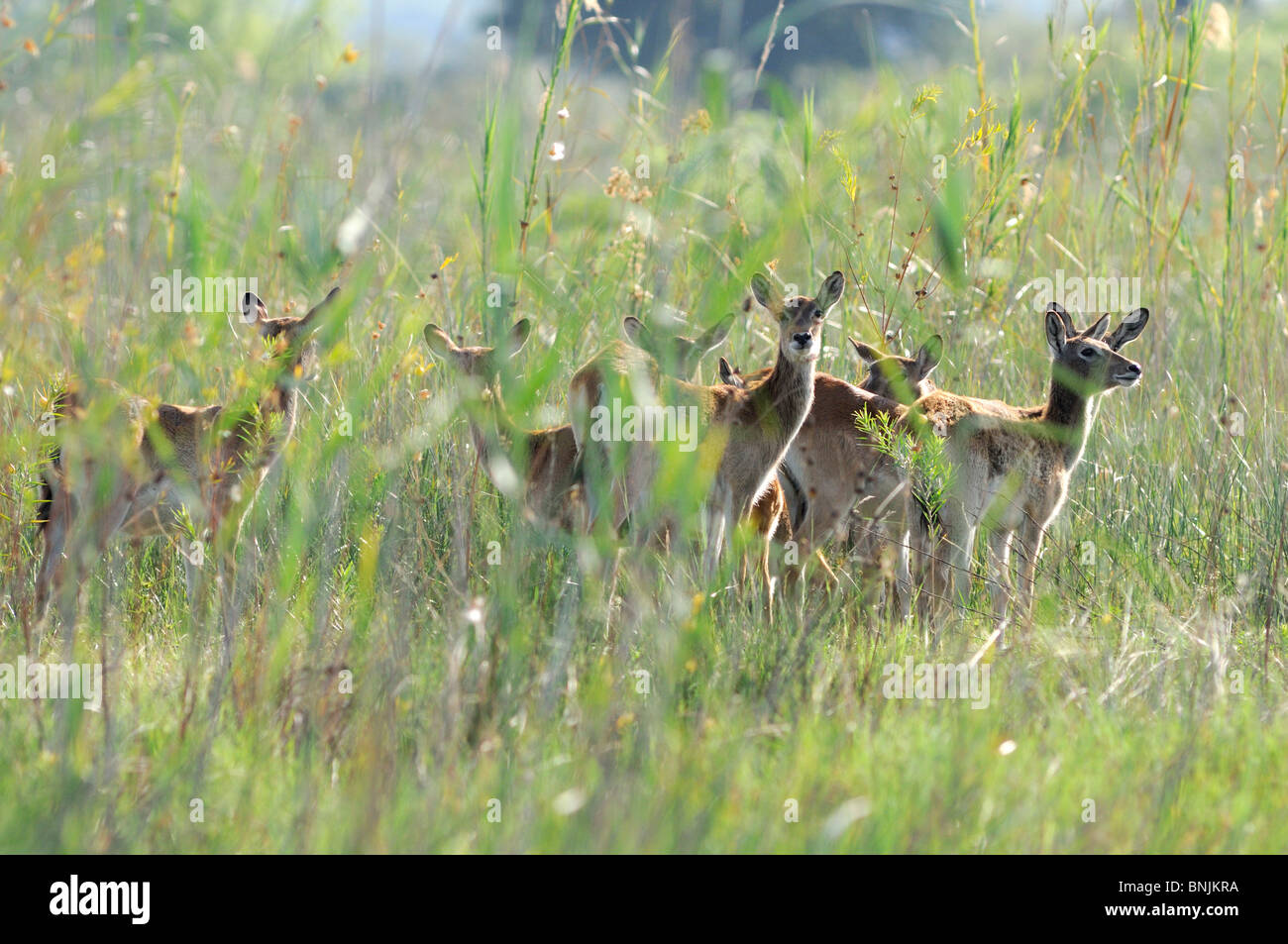 Red Lechwe Kobus leche Kwando River Susuwe Island Lodge Bwabwata ...