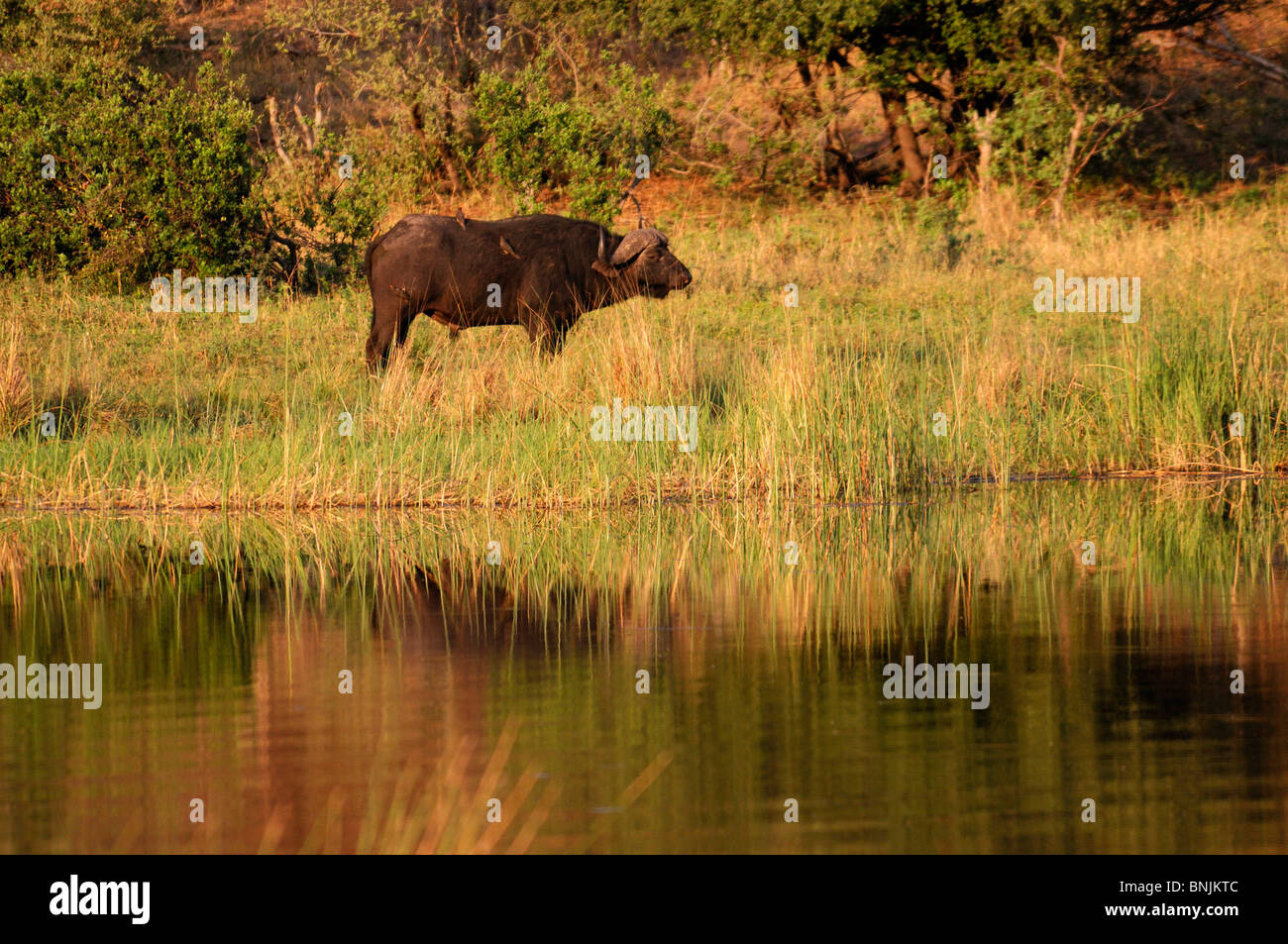 African buffalo syncerus bwabwata national hi-res stock photography and ...