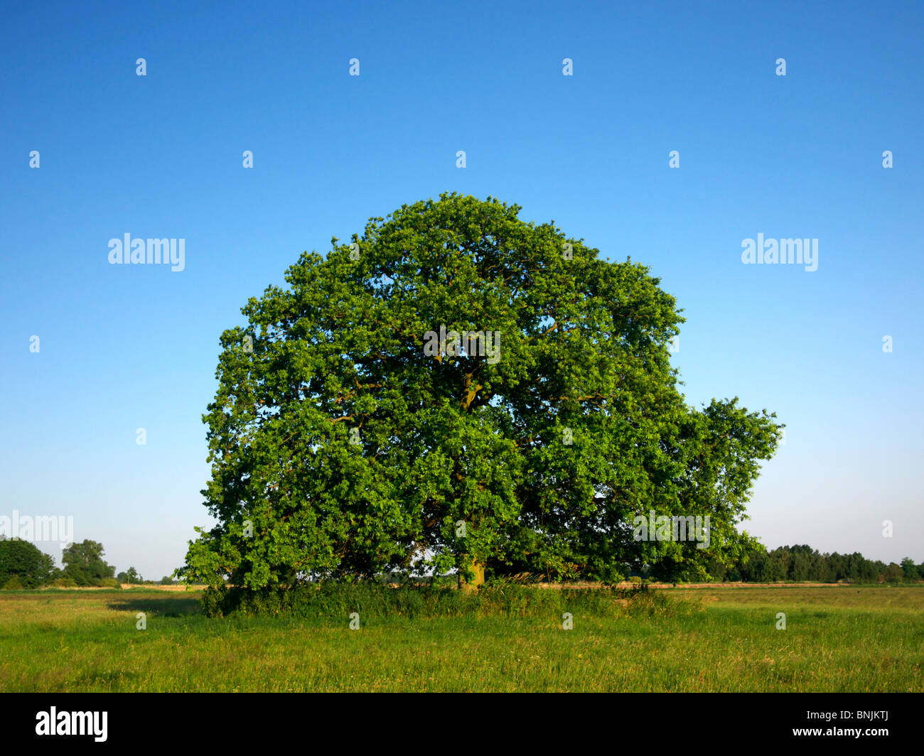 Baltic oak hi-res stock photography and images - Alamy