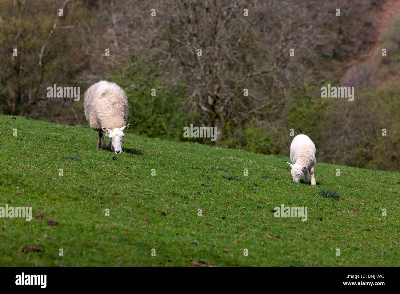 Sheep. Brecon Beacons National Park. Wales. GB. Europe Stock Photo - Alamy