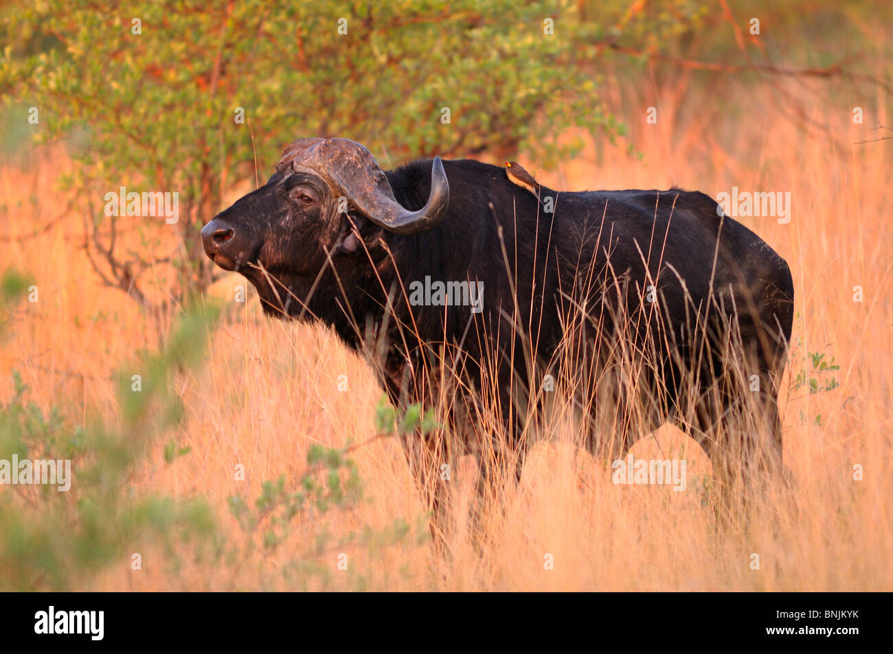 African Buffalo animal Syncerus caffer Kwando River Bwabwata National ...