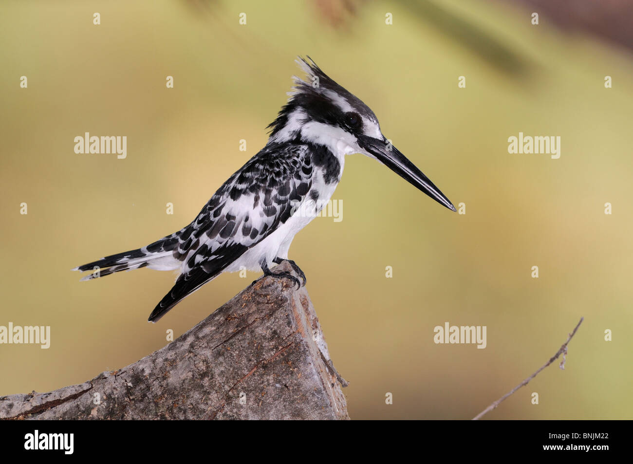 Pied Kingfisher Ceryle rudis Ntwala Island Lodge Zambezi River Kasane ...