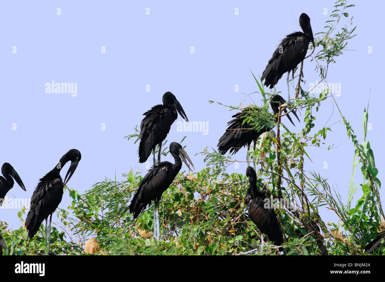 Ntwala island lodge hi-res stock photography and images - Alamy