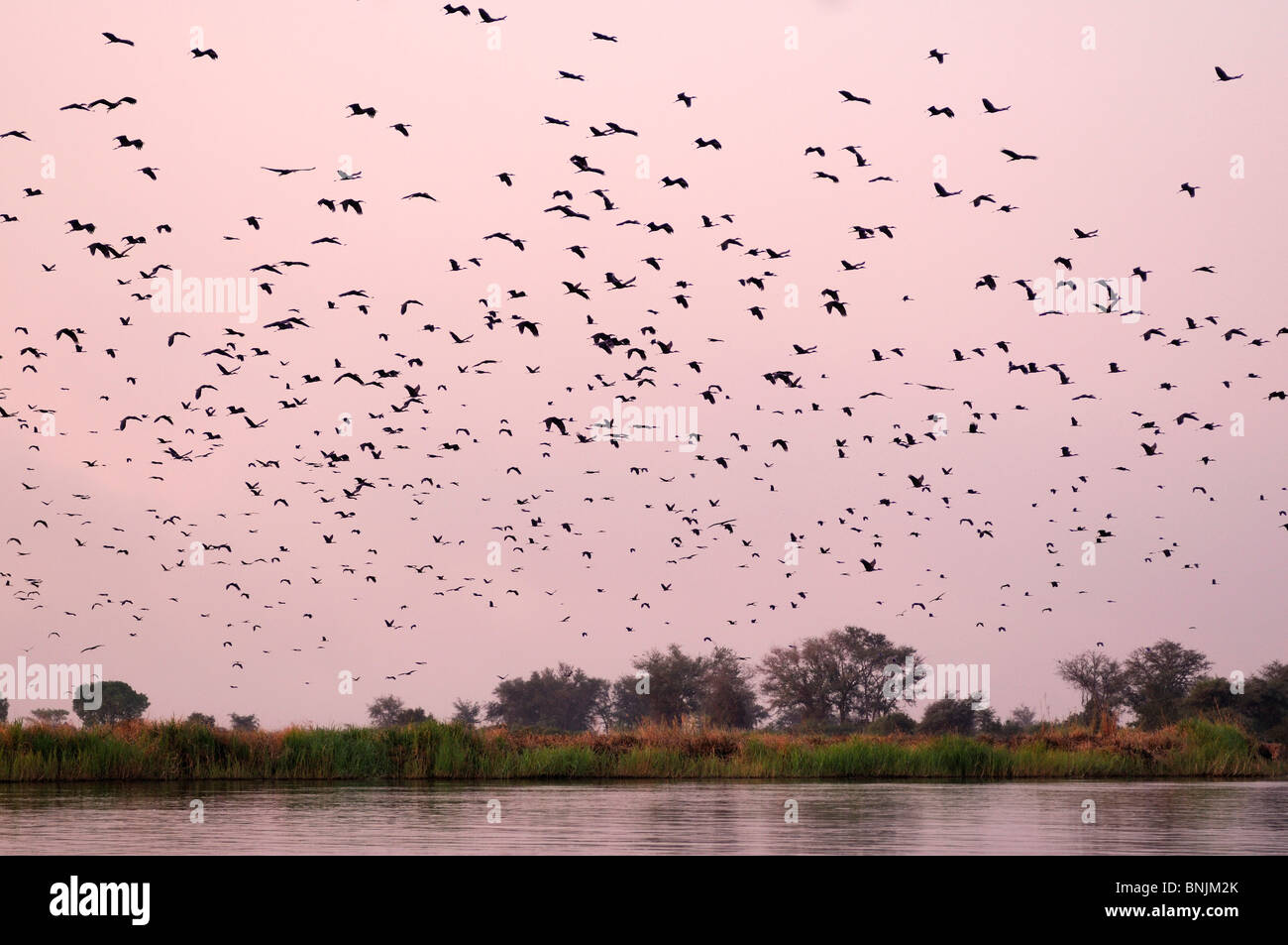 Birds flying Zambezi River Ntwala Island Lodge Kasane Caprivi Namibia ...