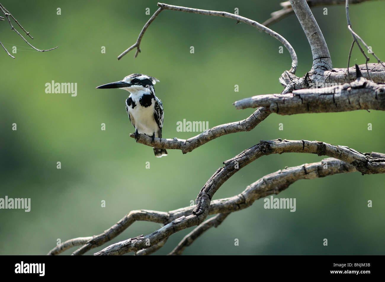 Pied Kingfisher Ceryle rudis Ntwala Island Lodge Zambezi River Kasane ...