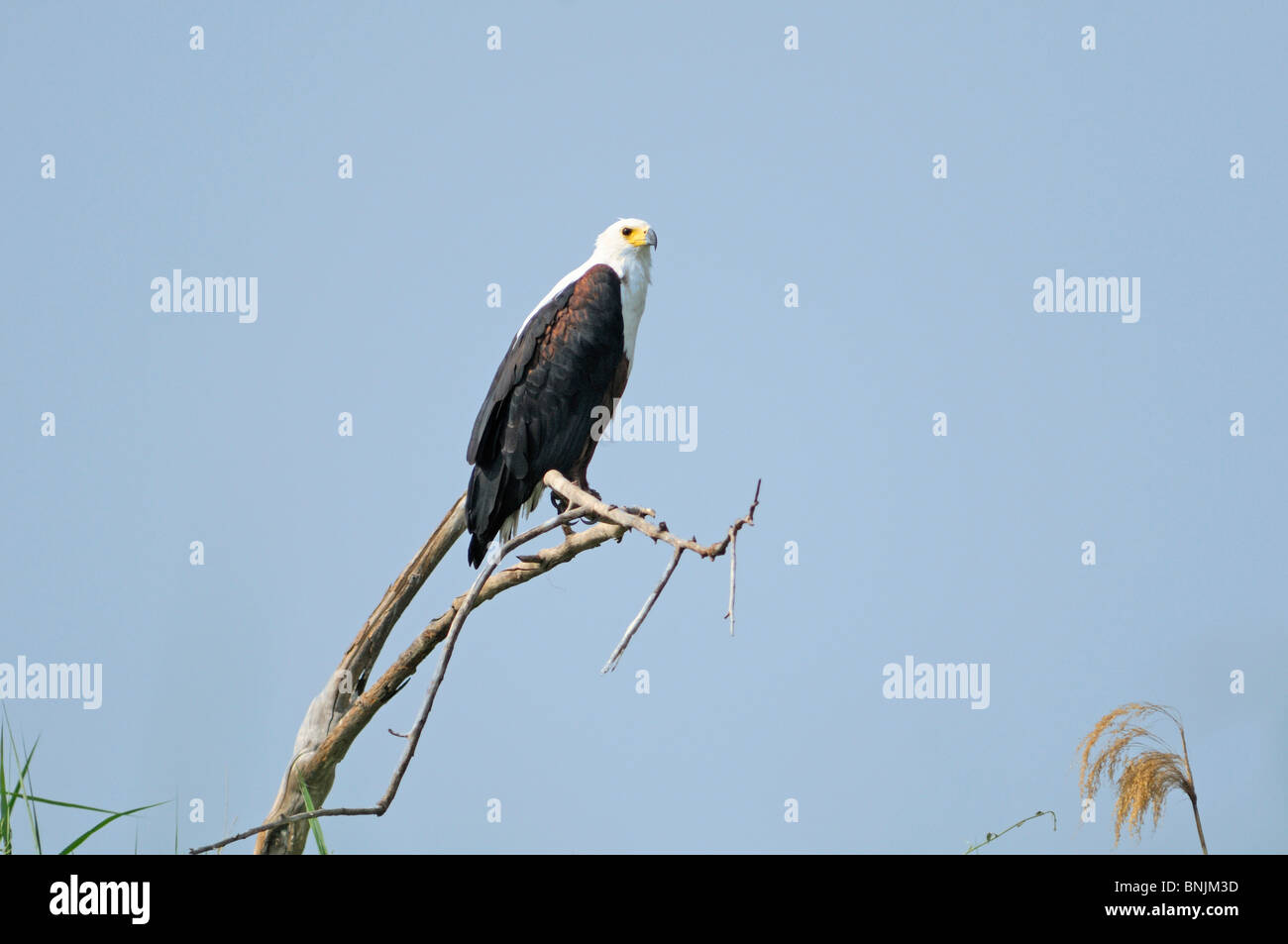 African Fish Eagle Haliaeetus vocifer Zambezi River Ntwala Island Lodge ...