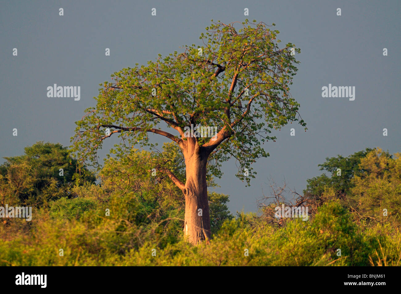 Baobab Tree Mudumu National Park Caprivi Namibia Africa Travel Nature ...