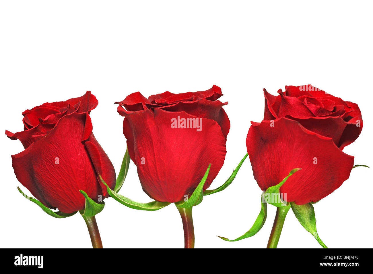 beautiful red roses isolated on white background Stock Photo - Alamy