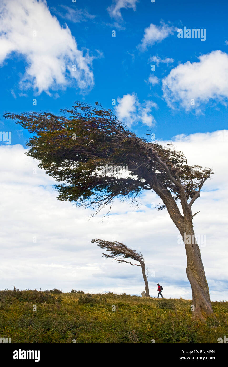 Argentina Südamerika Amerika March 2009 Tierra del Fuego Tree of the ...