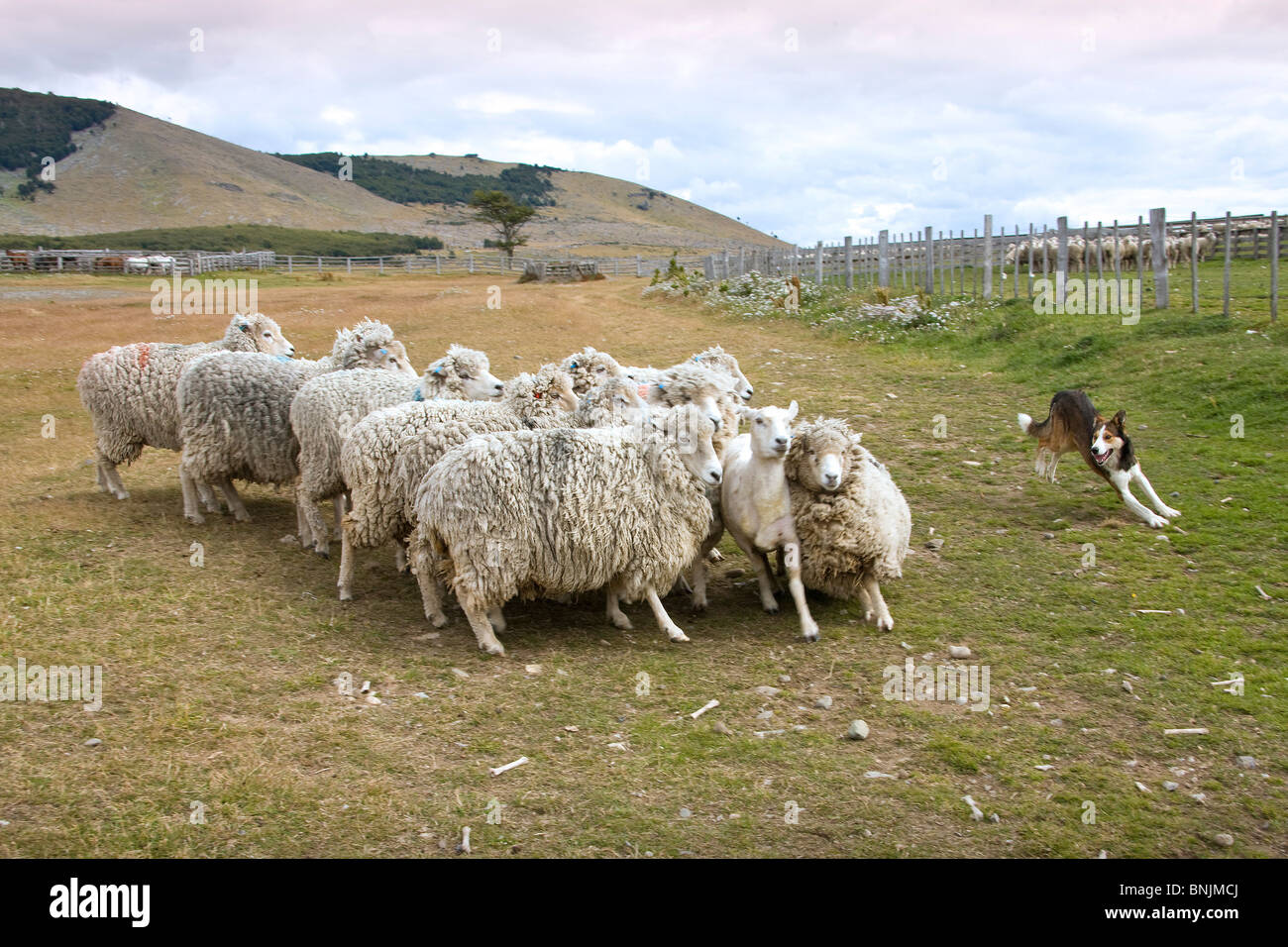 Herding sheep patagonia hi-res stock photography and images - Alamy
