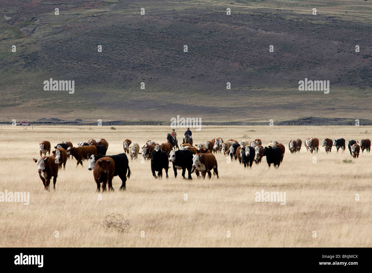Gauchos herd cows hi-res stock photography and images - Alamy